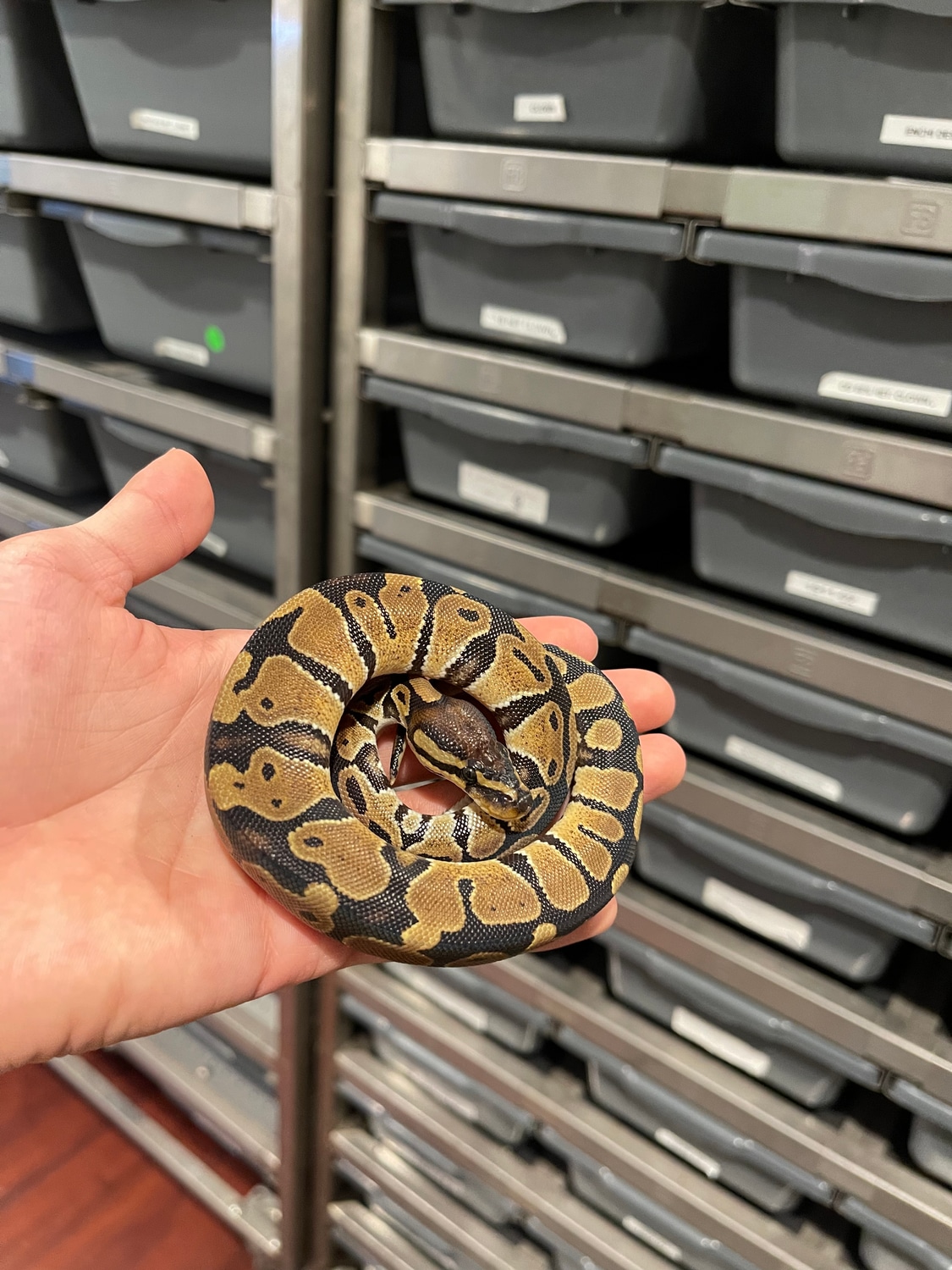 Normal Ball Python by FinosRainforestExoticPets - MorphMarket