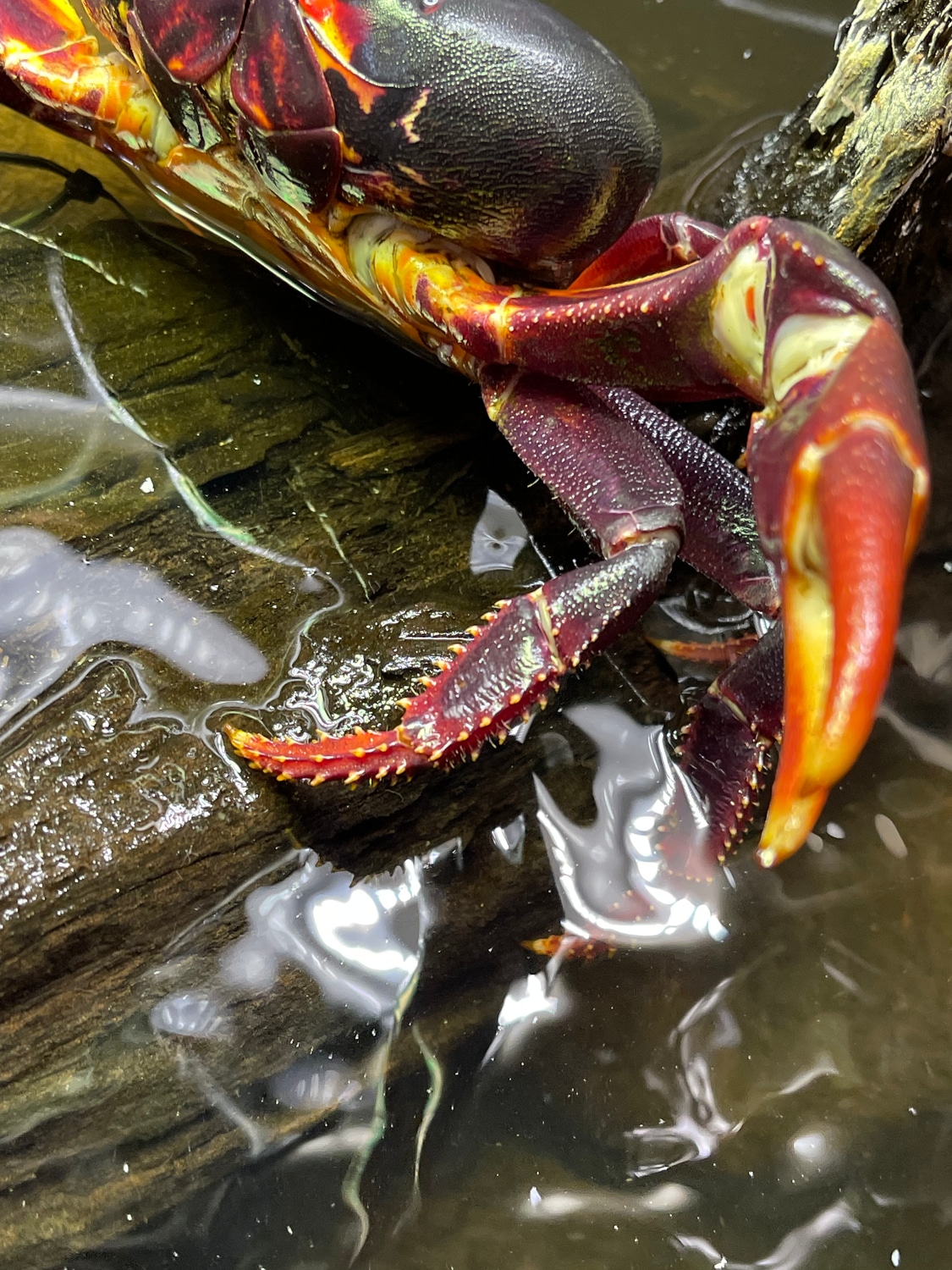 St. Martin Giant Satanic Zombie Land Crab (Gecarcinus Ruricola) Other ...