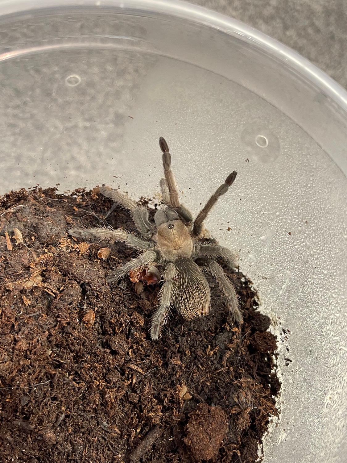 Texas Brown (Aphonopelma Hentzi) Tarantula by FinosRainforestExoticPets ...