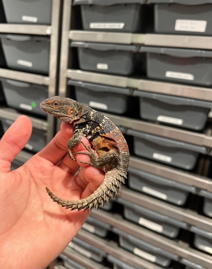Ctenosaura Defensor Iguana (Cachryx Defensor) More Lizard by ...