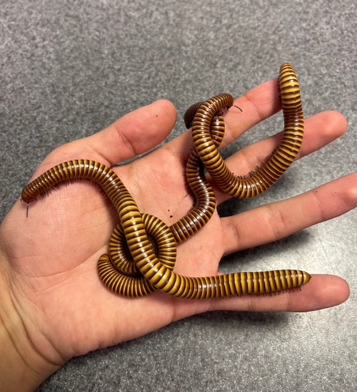 Giant Texas Gold Millipedes (Orthoporus Ornatus) by ...