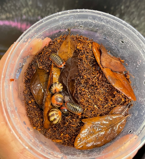 Candy Pill Bugs (Rhopalomeris Carnifex) Isopod by FinosRainforestExoticPets