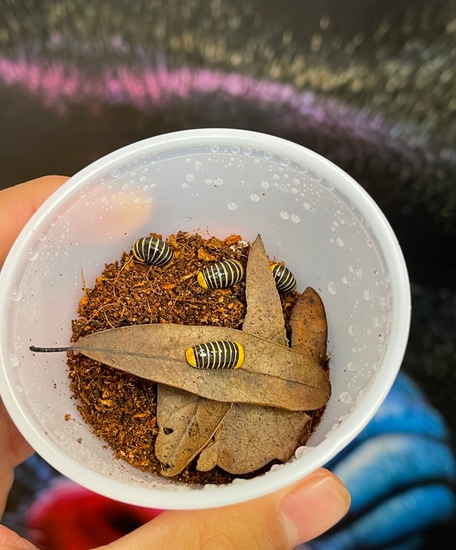 Rubber Ducky Pill Bugs (Hyleoglomeris Sp. Ducky) Isopod by ...