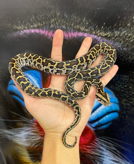 Normal Burmese Python 66% Het Albino by FinosRainforestExoticPets