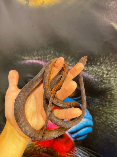 Solomon Island Tree Boa (Candoia Bibroni) More Boa by ...