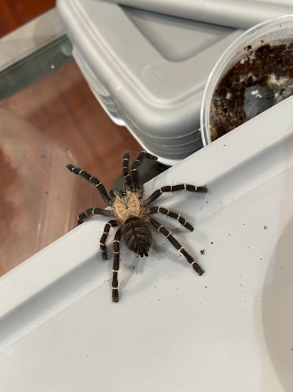 Bamboo Earth Tiger Tarantula 3-4 Inches Taksinus Bambus by ...