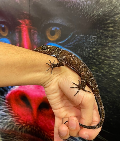 Peter’s Slender Toed Gecko (Cyrtodactylus Consobrinus) More Gecko by ...
