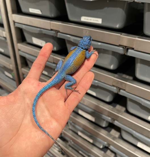 Sceloporus Minor More Lizard by FinosRainforestExoticPets