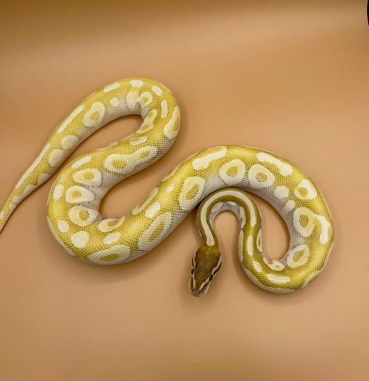 Crystal Ball Python by FinosRainforestExoticPets