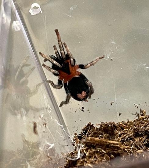 Trinidad Dwarf Tarantula (Cyriocosmus Elegans) by FinosRainforestExoticPets