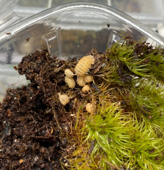 12 COUNT Crystal Pineapple Isopod (Crystal Pineapple Isopod) by ...