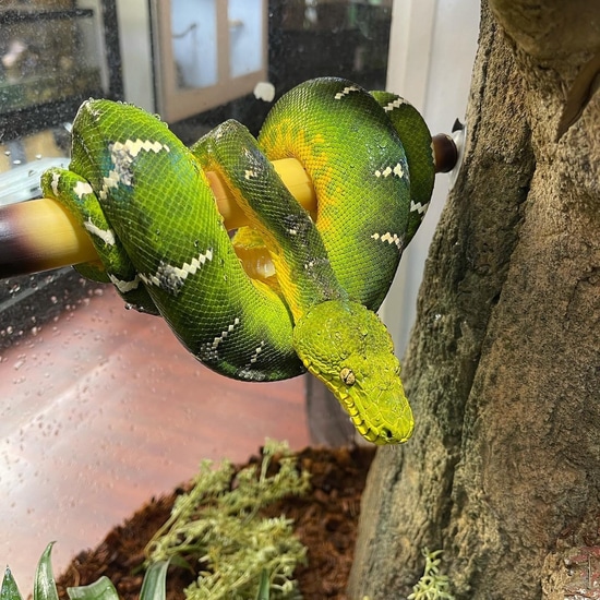 Emerald Tree Boa Northern Emerald Tree Boa by FinosRainforestExoticPets