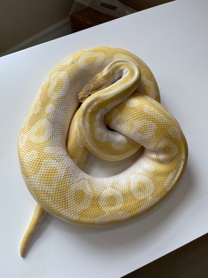 Crystal Ball Python by FinosRainforestExoticPets