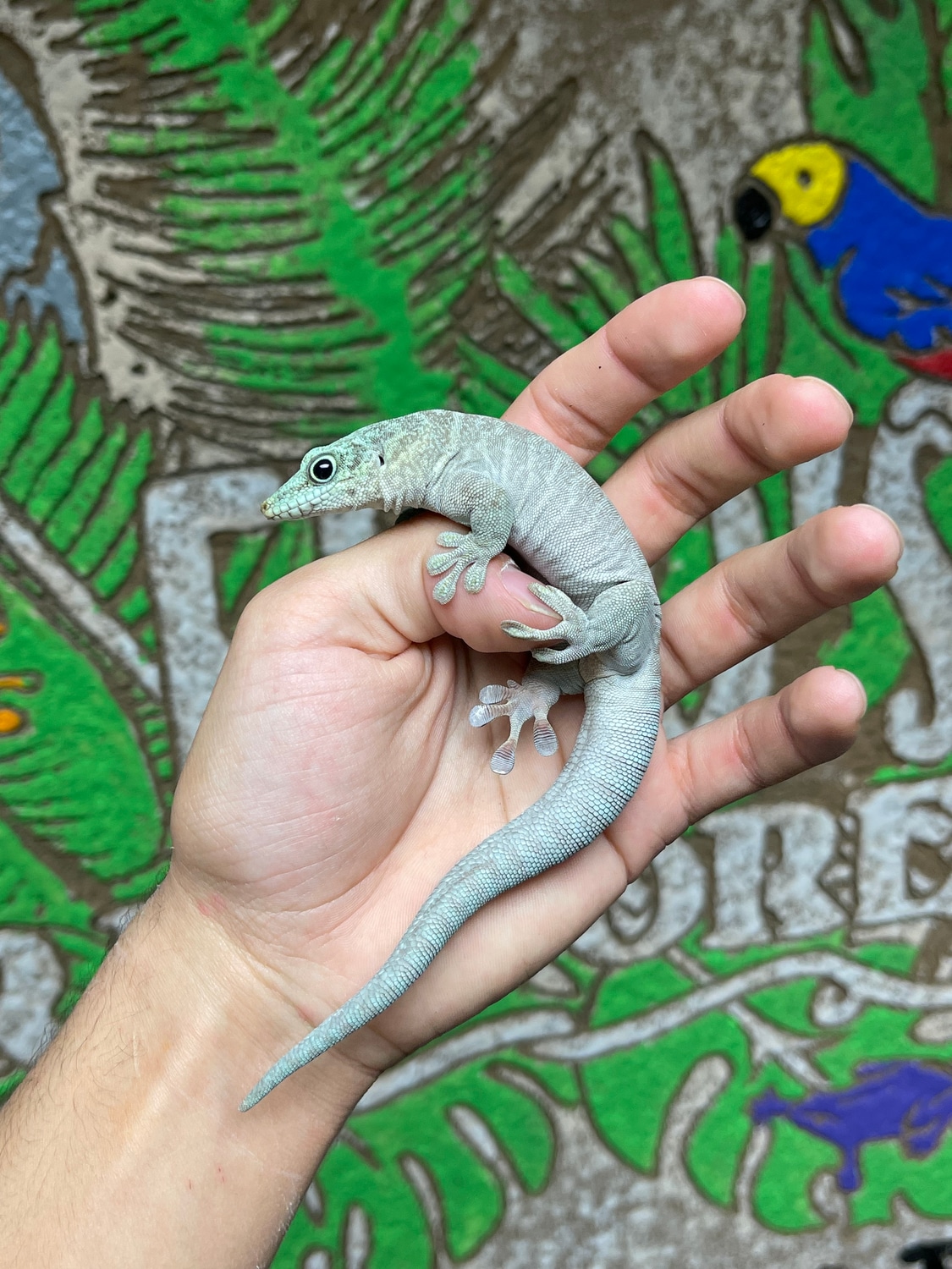 Standings Adults ( Standingi) Day Gecko by FinosRainforestExoticPets ...