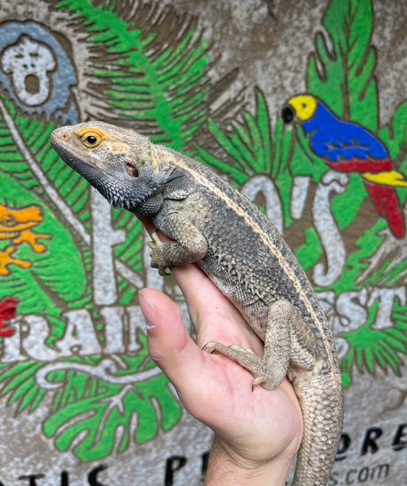 Pied Genetic Stripe Translucent Bearded Dragon Central Bearded Dragon ...