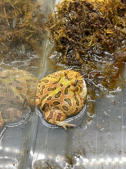 Camo Pac Man Frogs Pacman Frog by FinosRainforestExoticPets