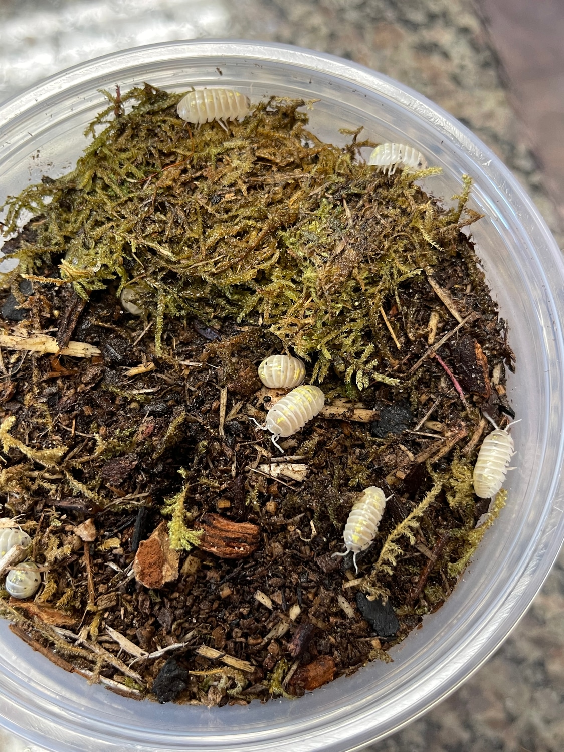 10 Counts Magic Potion Armadillidium Vulgare “Japanese Magic Potion ...