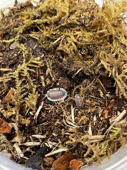 6 Counts Porcellio Werneri "The Greek Shield Isopods by ...