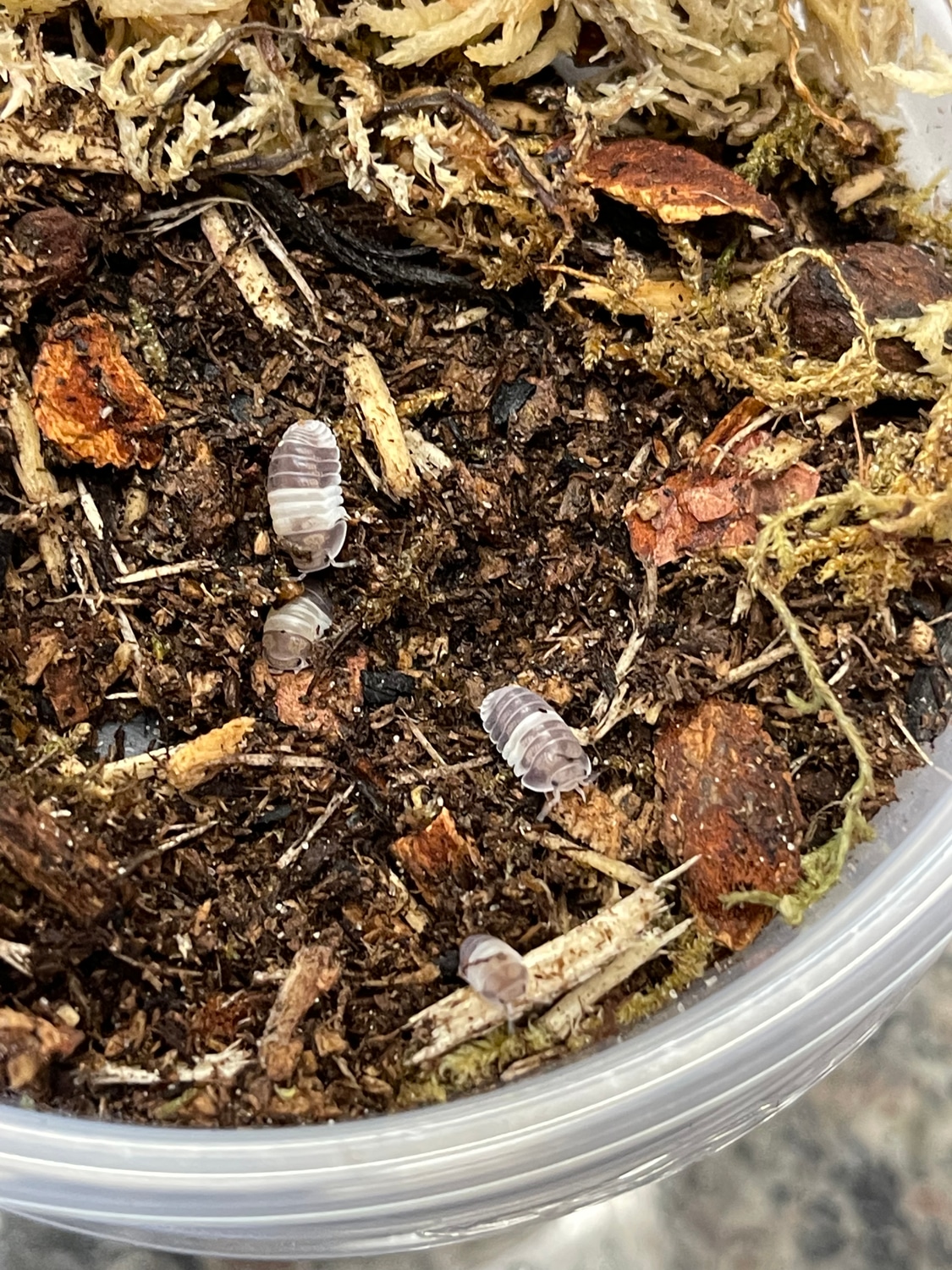 6 Counts Panda King" (Cubaris Sp) Isopod by FinosRainforestExoticPets ...