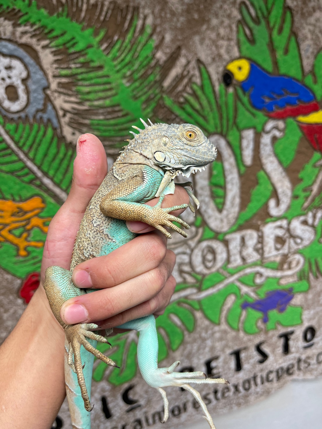 Blue Iguanas Green Iguana by FinosRainforestExoticPets - MorphMarket