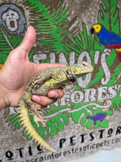 Female Yellow Uromastyx by FinosRainforestExoticPets