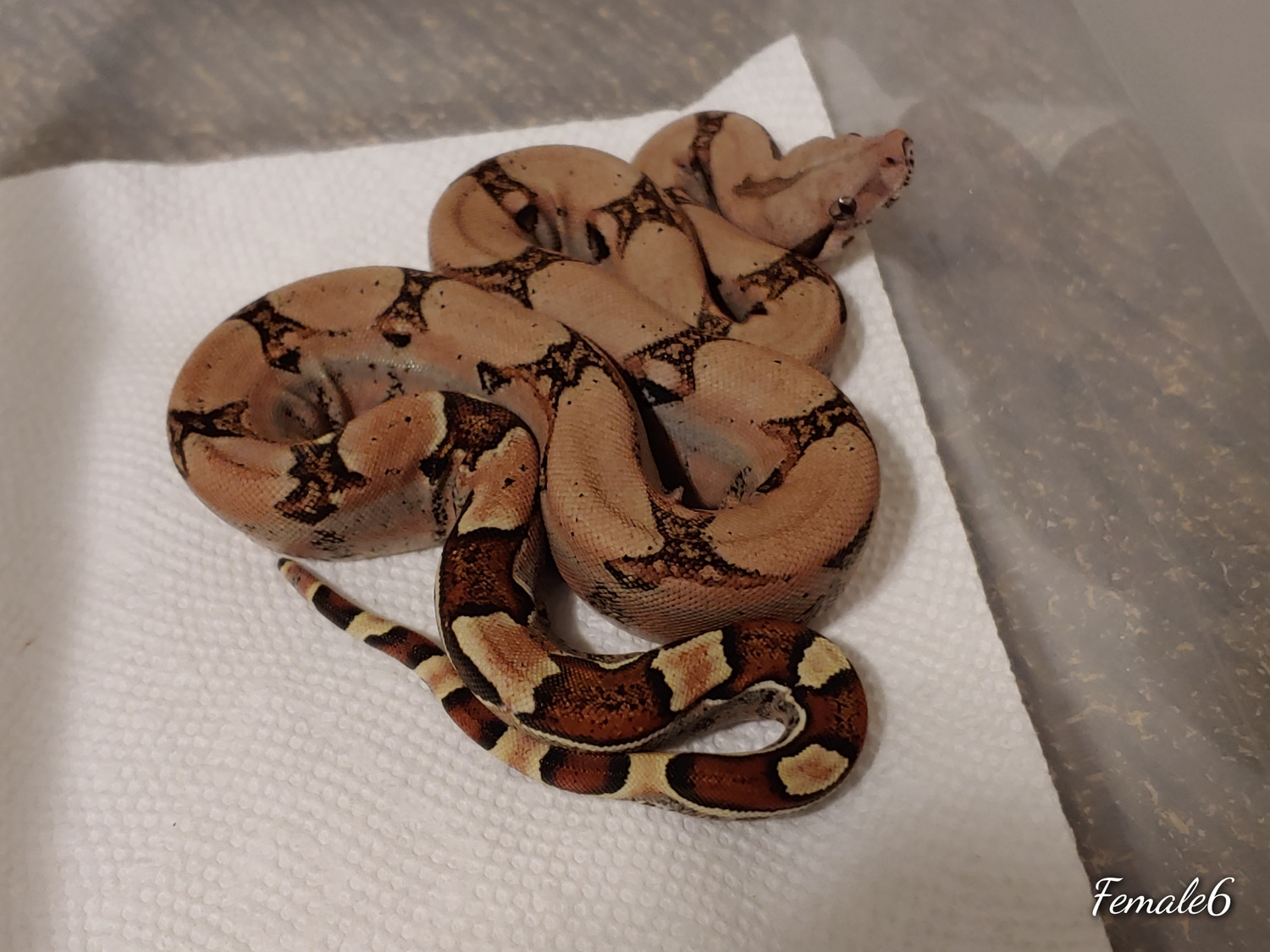 20 RC/Kubsch Pastel Squaretail Boa Constrictor by Michael Masters ...