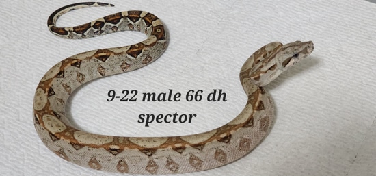 22 66 Dh Spector Boa Constrictor by Michael Masters
