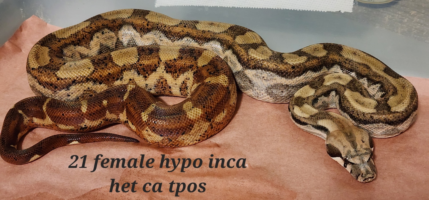 21 Hypo Inca Het CA Tpos Female Boa Constrictor by Michael Masters ...