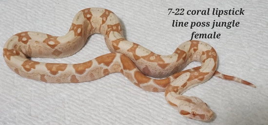 22 Sunglow Pos Jungle Lipstick Coral Line Boa Constrictor by Michael ...
