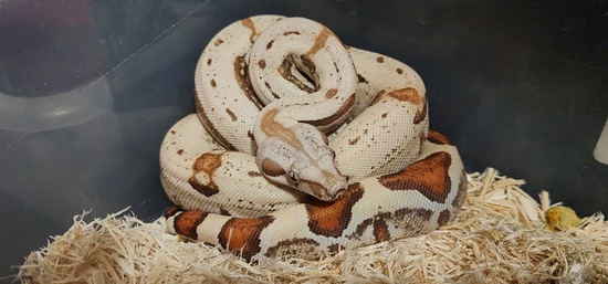 VPI Jungle 50 Het Spector Boa Constrictor by Michael Masters