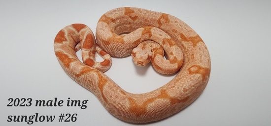 Sunglow IMG Coral Lipstick Sunglow Boa Constrictor by Michael Masters