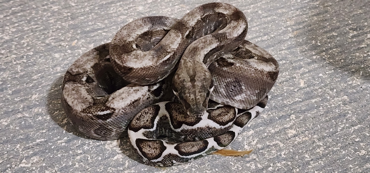 Bea 66 Het Vpi Boa Constrictor by Michael Masters - MorphMarket