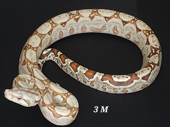 VPI 66 Het Spector Boa Constrictor by Michael Masters