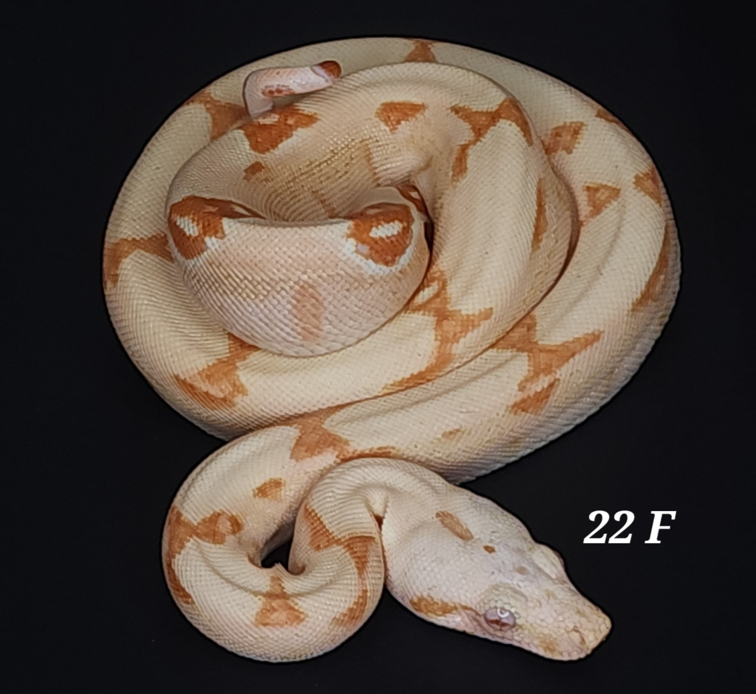 Sunglow Boa Constrictor by Michael Masters - MorphMarket