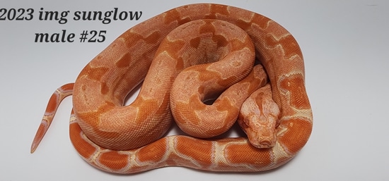 Sunglow IMG Coral Lipstick Boa Constrictor by Michael Masters