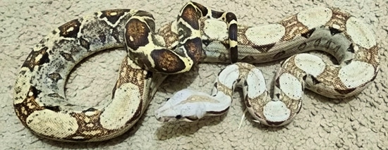 22 VPI 66 Het Specter Boa Constrictor by Michael Masters