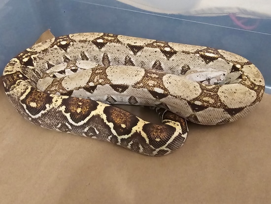 22 VPI 66 Het Specter Boa Constrictor by Michael Masters