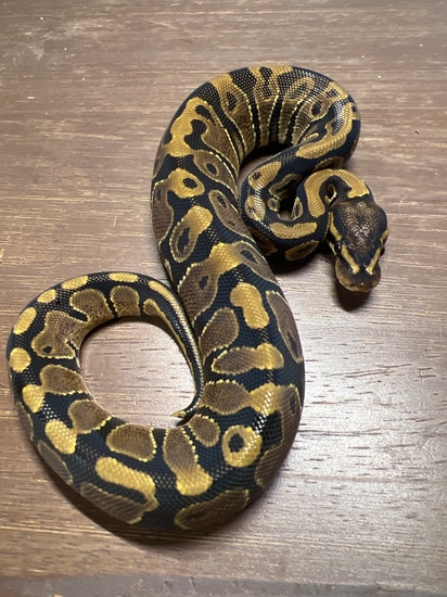 Leopard Fire Yellowbelly Ball Python by C&M Reptiles LLC