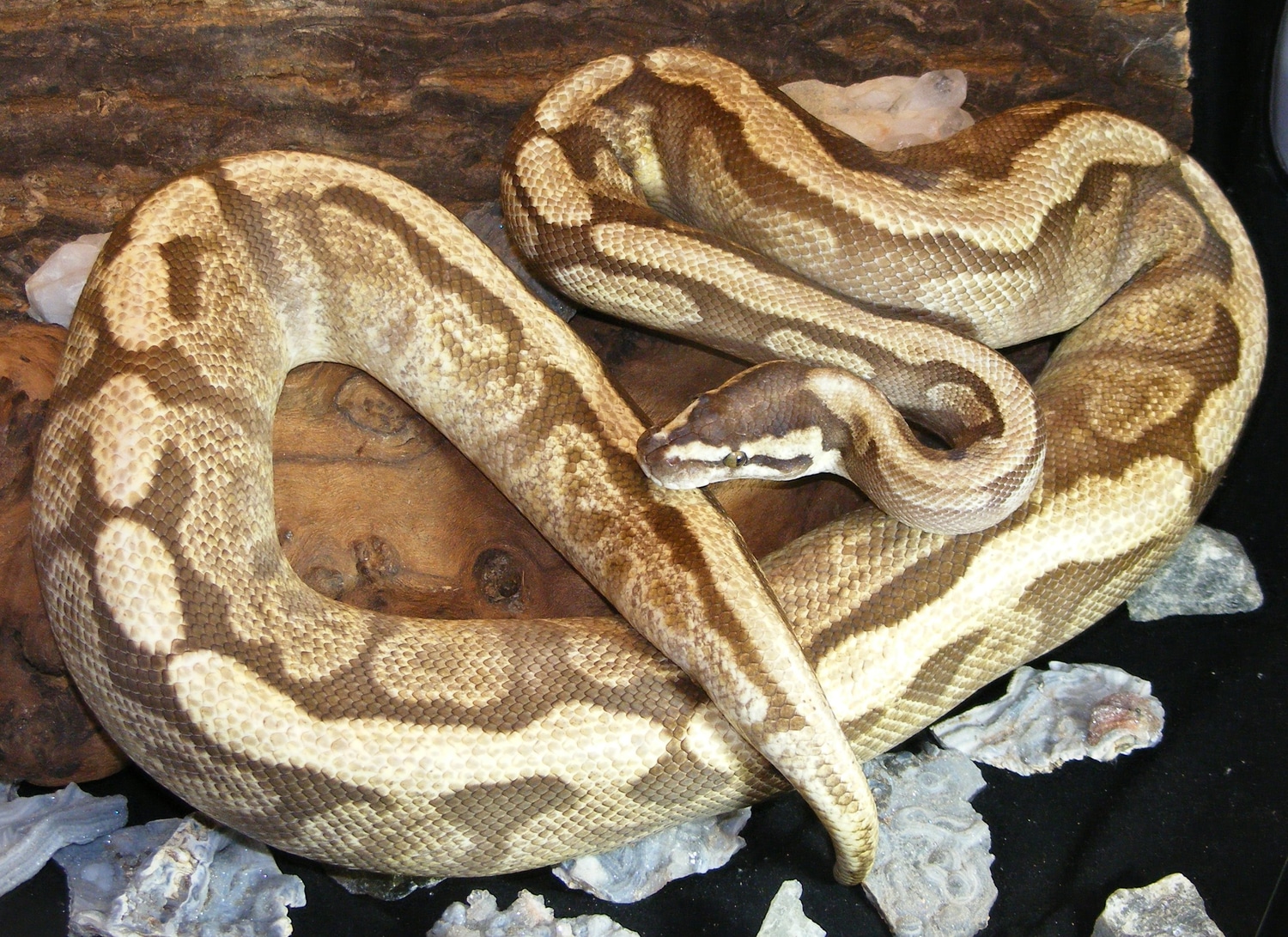 GHI Mojave Spider Ball Python by Malestroms Reptile Ranch ~ Balls A ...