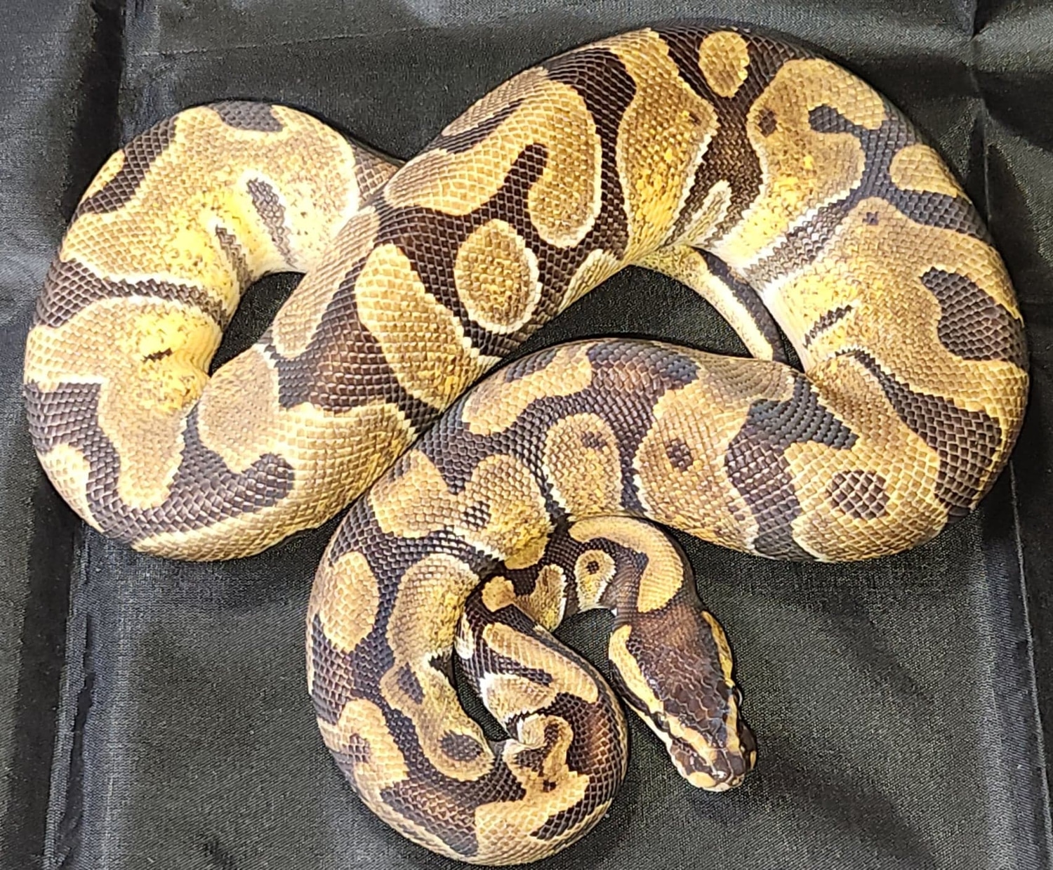 Enchi Orange Dream Ball Python by Malestroms Reptile Ranch ~ Balls A ...