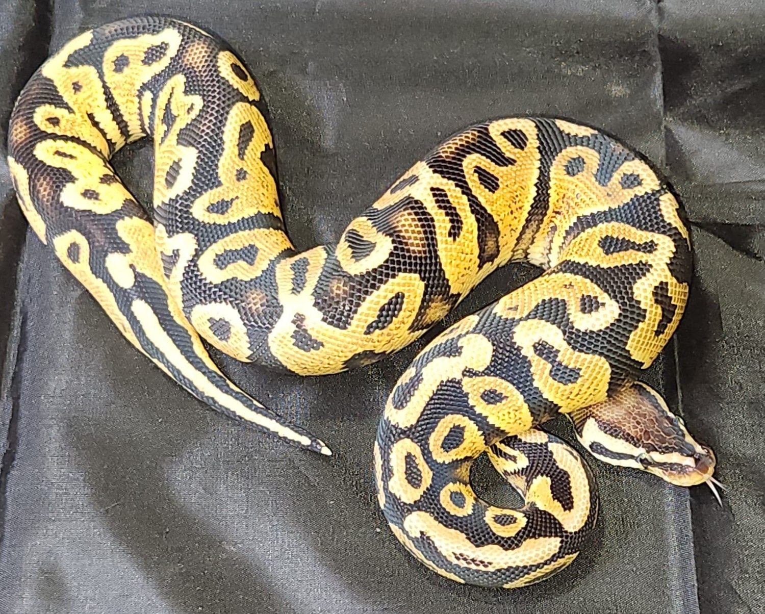Pastel Yellowbelly Het Albino Het Vpi Axanthic Ball Python by ...