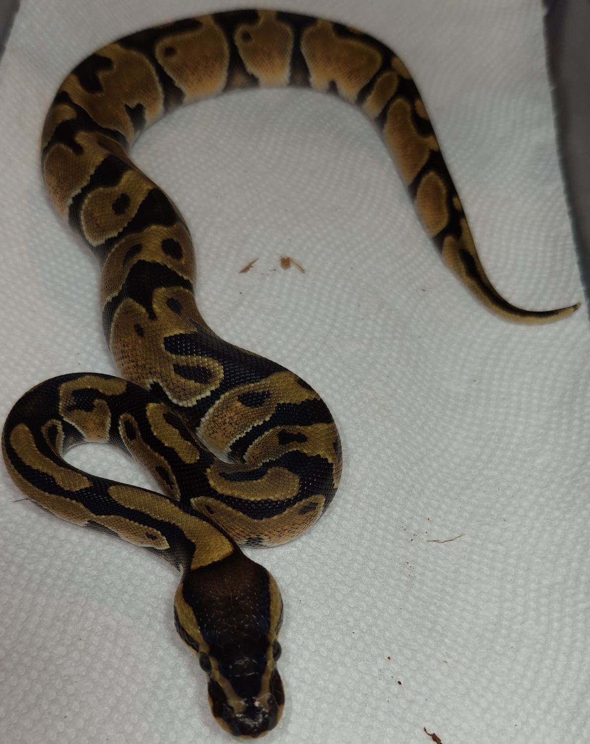 Enchi Fire Ball Python by Malestroms Reptile Ranch ~ Balls A'Fire ...