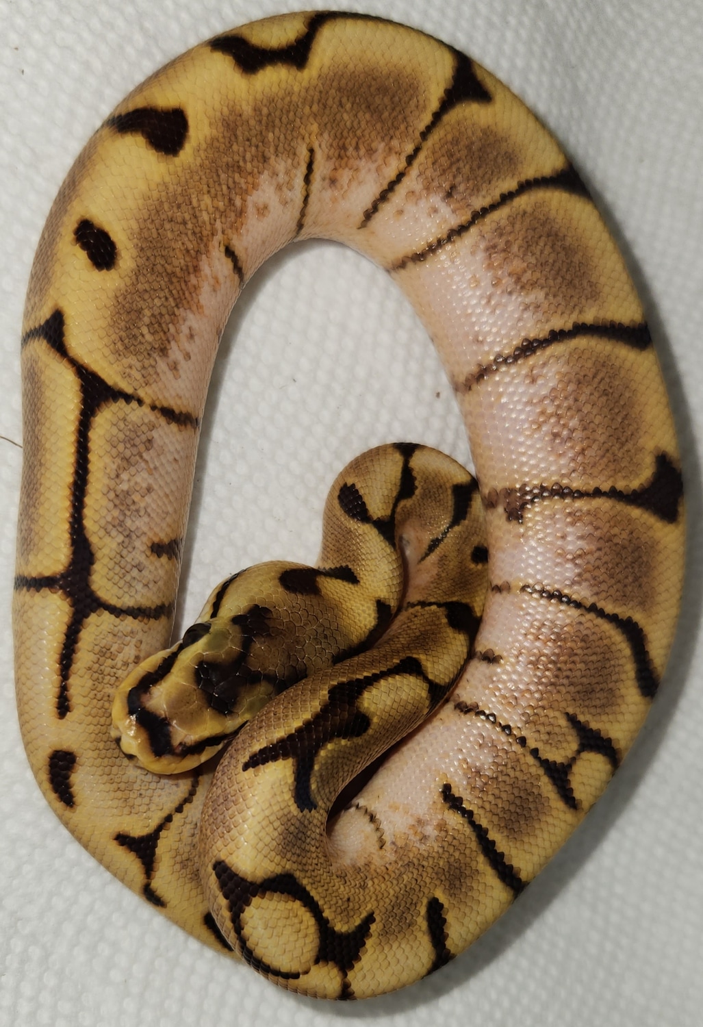 Enchi Fire Spider Ball Python by Malestroms Reptile Ranch ~ Balls A ...
