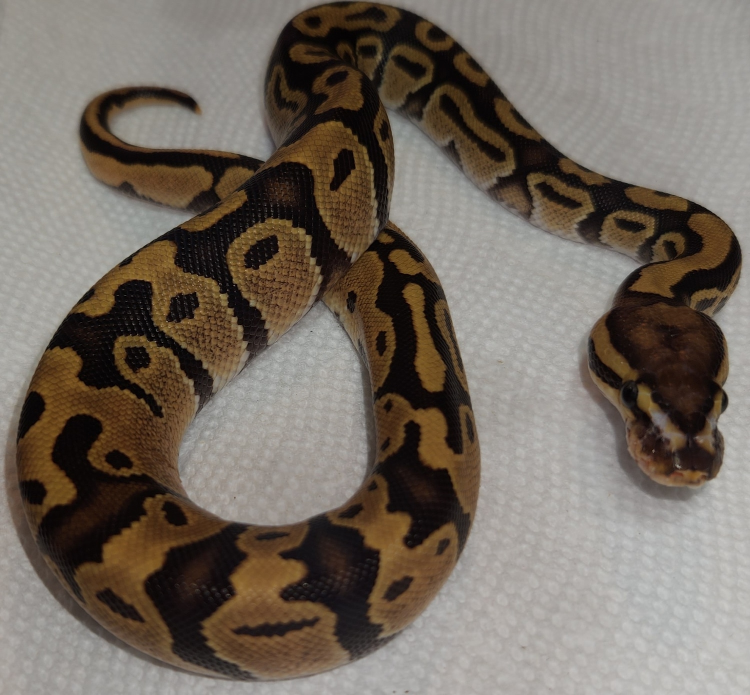 Enchi Fire Het Lavender Albino Ball Python by Malestroms Reptile Ranch ...
