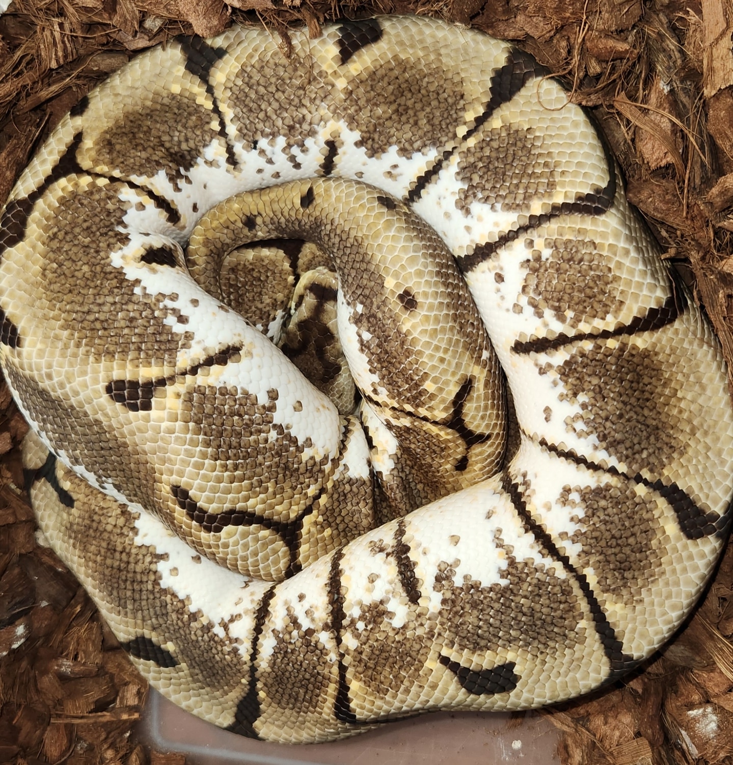 Super Enchi Fire Spider Ball Python by Malestroms Reptile Ranch ~ Balls ...