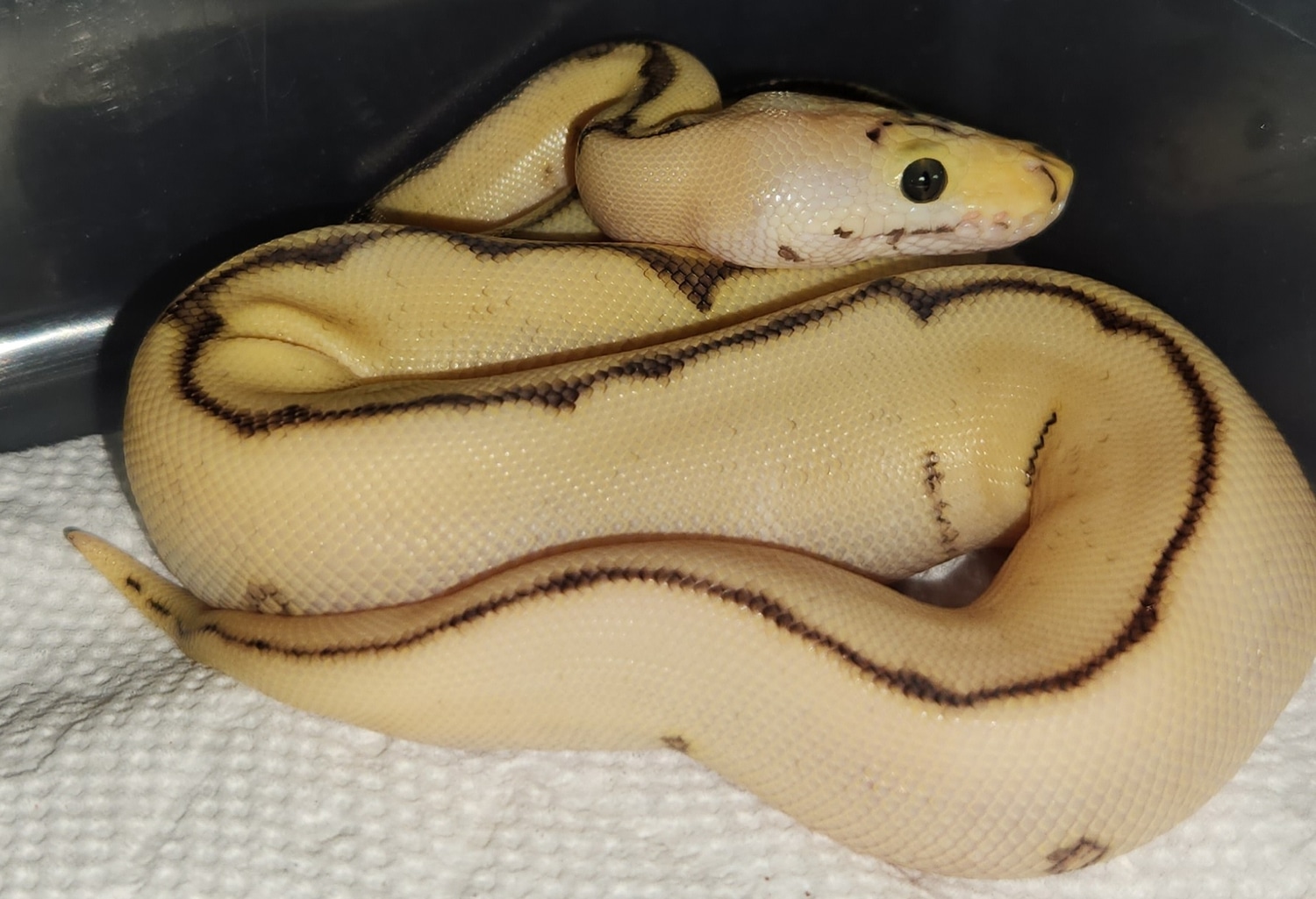 Citrus Pastel Enchi Spider Clown Ball Python by Malestroms Reptile ...