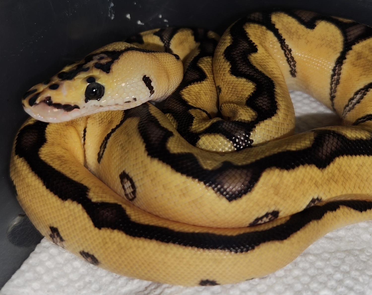 Citrus Pastel Enchi Clown Ball Python by Malestroms Reptile Ranch ...