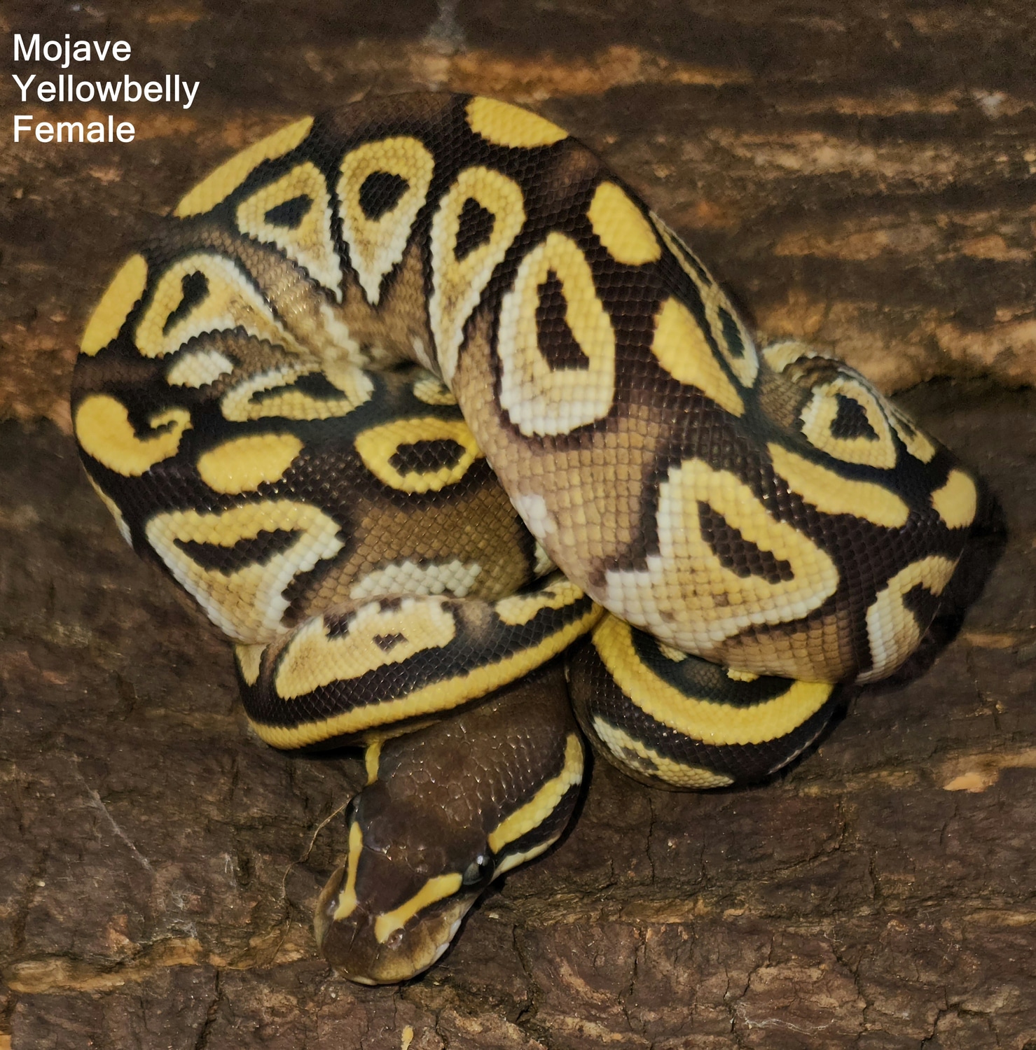 Mojave Yellowbelly Ball Python by Malestroms Reptile Ranch ~ Balls A'Fire - MorphMarket