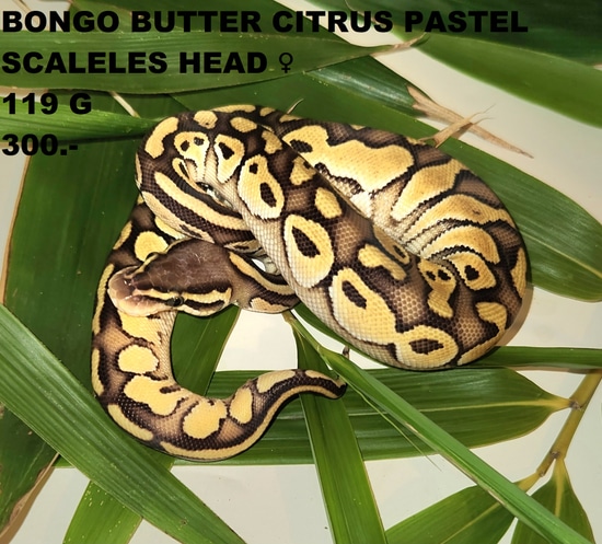 Bongo Butter Citrus Pastel Scaleless Head Ball Python by Malestroms ...