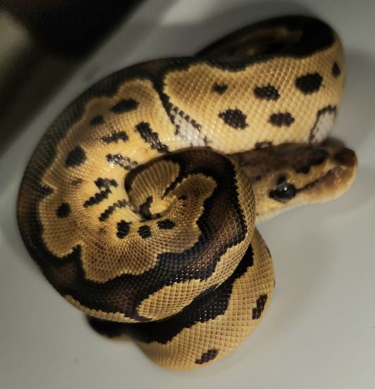 Citrus Pastel Blade Clown Ball Python by Malestroms Reptile Ranch ...